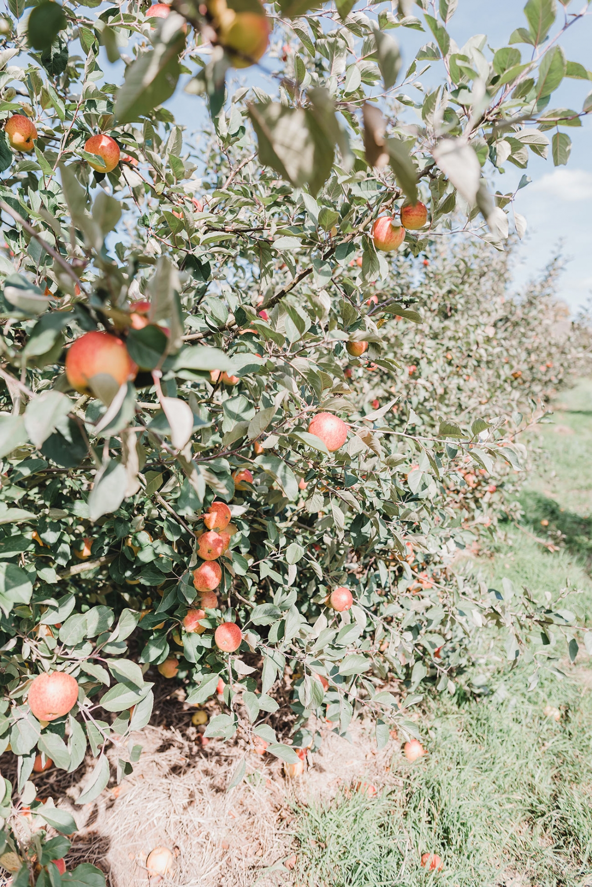 Here Comes The Sun, Wedding at The Corn Barn, Devon